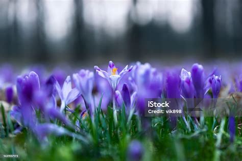 잔디밭은 푸른 잔디의 흐릿한 배경으로 악어의 보라색 꽃을 덮었습니다 봄 화창한 날 숲 꽃과 장엄한 자연 벽지 꽃 봄 위치 장소 우크라이나 유럽 3월에 대한 스톡 사진 및