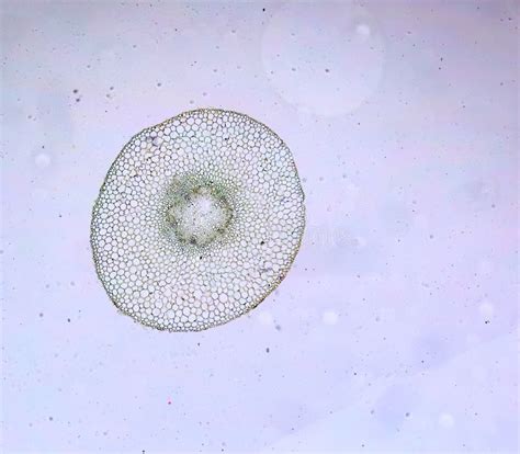 Life Under A Microscope Stock Image Image Of Microbiology