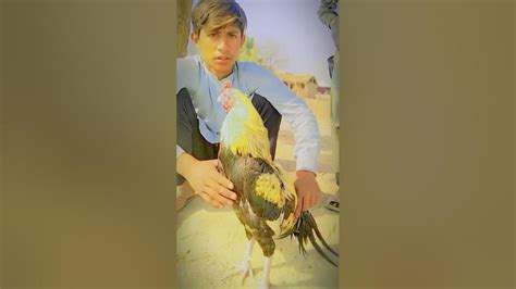 اس کہتے ہیں اصل مرغا 👑 Youtube