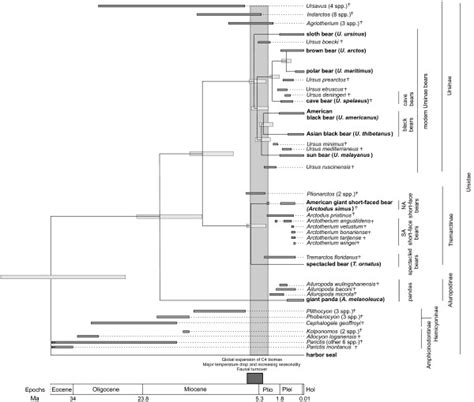 Temporal Ranges Of Extant And Fossil Bears Extinct Genera And Species Download Scientific