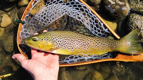 Brown Trout Virginia Dwr