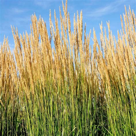 Foersters Feather Reed Grass Plants Express