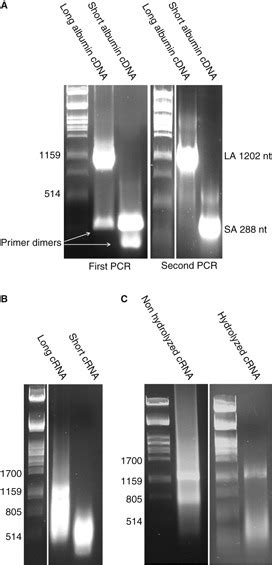 Preparation Of Copy Rna Crna Probes Two Polymerase Chain Reaction Download Scientific