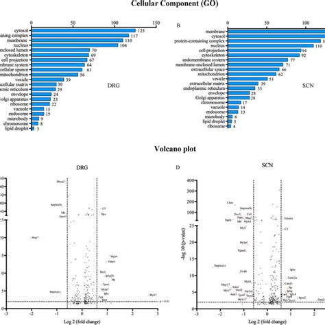 Proteomic Dataset Characterization A B Cellular Component Categories Download Scientific