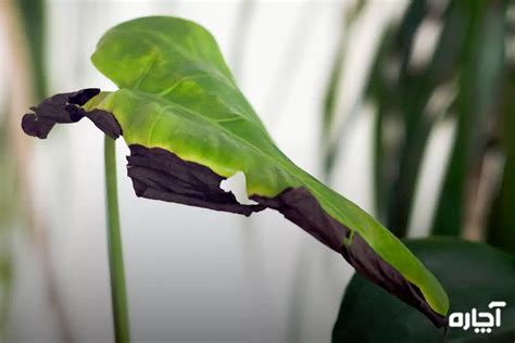 6 علت سیاه شدن برگ پتوس را بشناسید مجله وبسایت آچاره