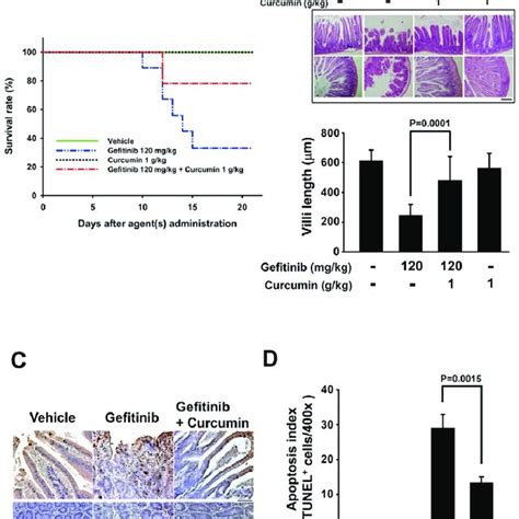 A Analysis The Half Life Of Egfr Protein Level In 100 µgml Download Scientific Diagram