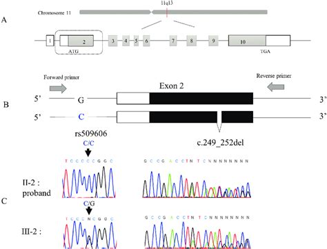 A The Structure Of MEN1 Gene Located On Chromosome 11q13 B The