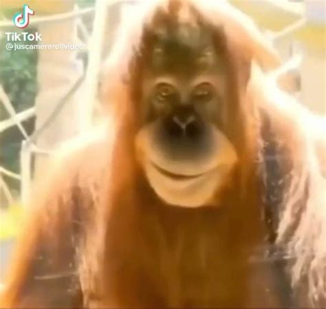 Orangutan And News Reporter Meme Orangutan Meme Monke Vid Memes