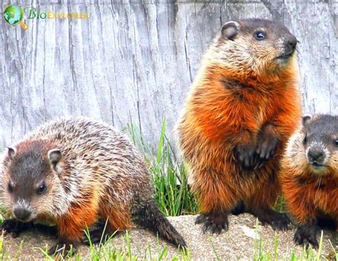What Do Groundhogs Eat Surprising Diets Of Groundhogs Bioexplorer