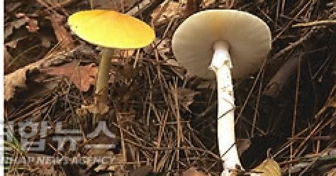 맹독류 독버섯 흰알광대 버섯 개나리광대버섯