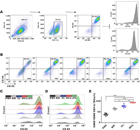 activation effects on dcs of mcl in vitro a schematic diagram