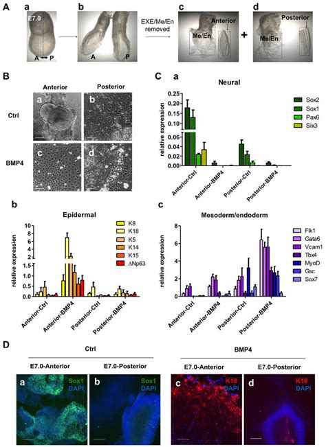 The Anterior Ectoderm In E7 0 Mouse Embryo Has The Potential To Give Download Scientific