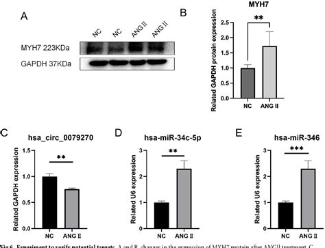 Figure 6 From Identification Of Circrna Mirna Mrna Regulatory Network And Its Role In Cardiac