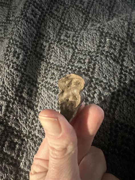 What Kind Of Tooth And Is It Fossilized R Fossilid