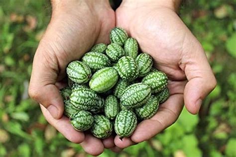 Mini Watermelon Cucumbers Cucamelon Seeds Grow Cucamelons Grow Sow