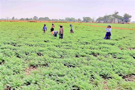 ပွင့်ဖြူမြို့နယ်၌ ပဲမျိုးစုံ ၆၇၃၉ ဧက စိုက်ပျိုးပြီးစီး Myawady Webportal