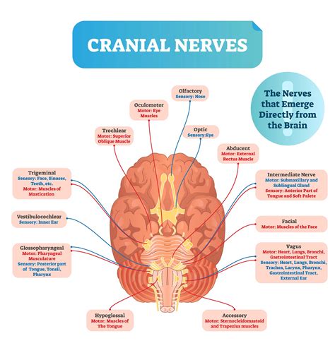 Cranial Nerves Functions Diagram Of Locations Simply Psychology