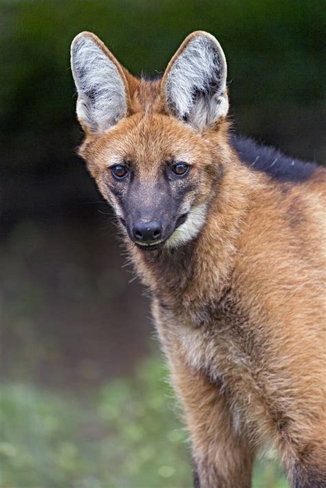 Maned Wolf Looking At Me A Photo On Flickriver