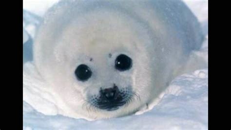 Fat Seals Being Cute At Inez Bennett Blog