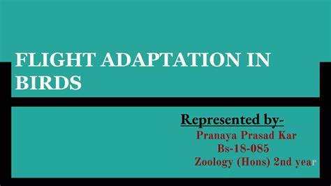 Flight Adaptation In Birds Pptx