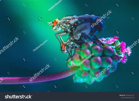 Sex Insects Images Stock Photos Vectors Shutterstock