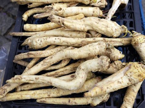 Deformed Root Crops Tips For Preventing Misshapen Parsnip Root
