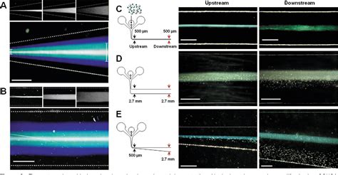 Figure 3 From Gravity Driven Microfluidic Particle Sorting Device With