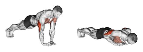 Wide Vs Narrow Push Ups Differences Explained Inspire Us