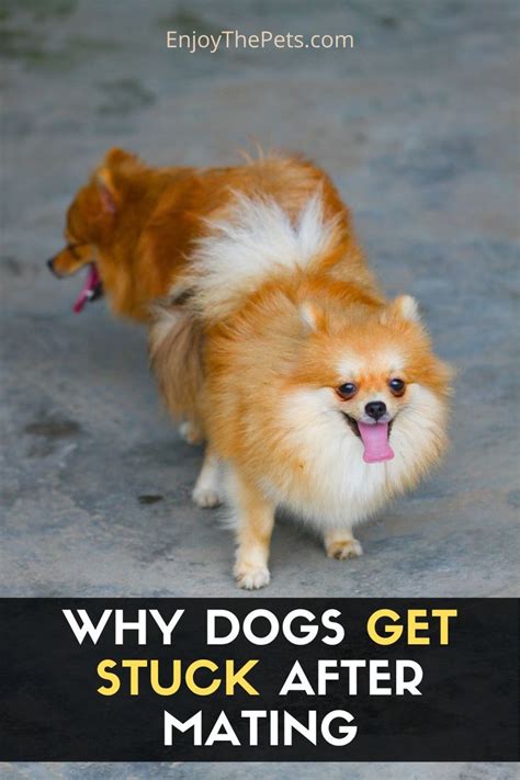 Why Dogs Get Stuck After Mating Breeding Explanation Red Fox Breeding