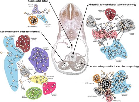 Examples Of Four Functional Networks Driving The Development Of