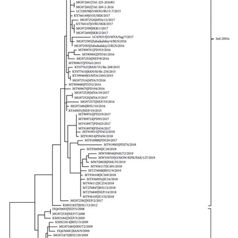 the maximum likelihood tree based on viral vp1 sequences shows the