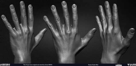 Male Hand Model