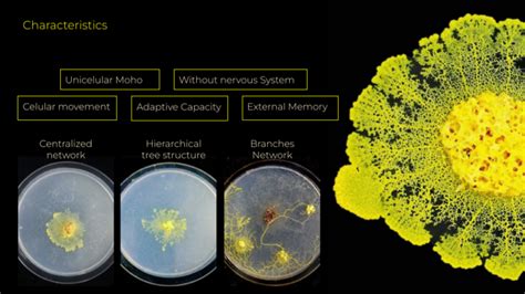 slime molds simulation iaac blog