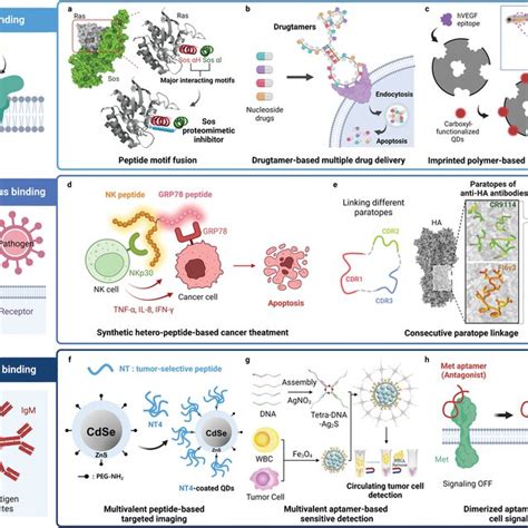 Mimicking The Signal Transduction Of Proteins For In Vitro And In Vivo