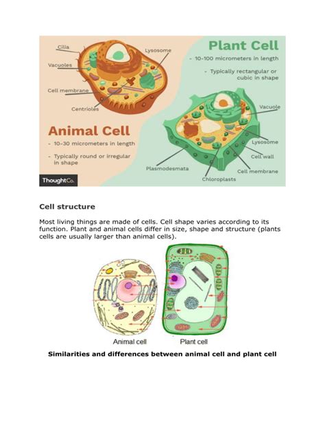 Animal vs. Plant Cell Structure: Similarities & Differences