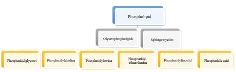 Classification Of Phospholipids Download Scientific Diagram