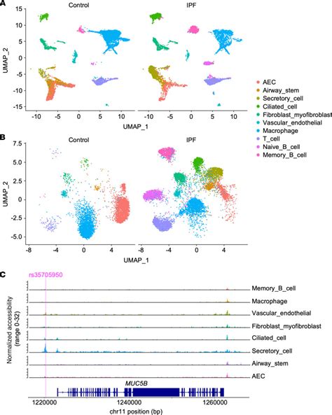 The Muc5b Associated Variant Rs35705950 Resides Within An Enhancer Subject To Lineage And