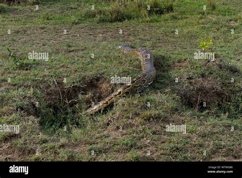 Python Sebae Stockfotos Und Bilder Kaufen Alamy