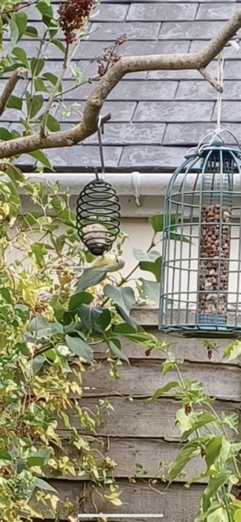 Help Identifying Bird In My Garden R Casualuk