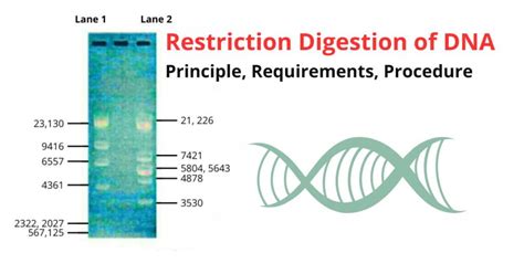 Restriction Enzymes Digestion