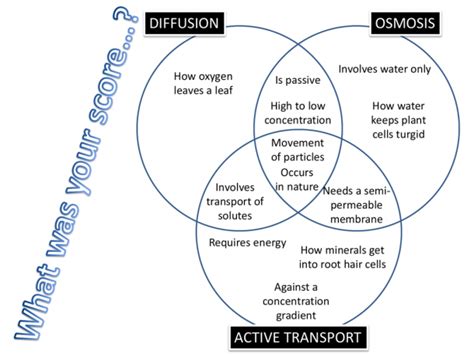 Osmosis Diffusion Active Transport Venn Diagram Venn Diffusi