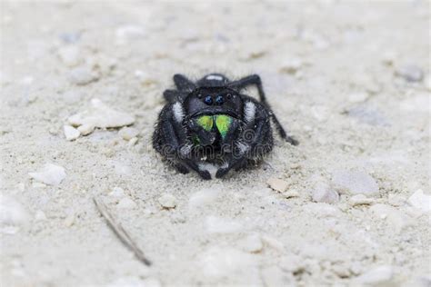 Bold Jumping Spider Phidippus Audax Pre Penultimate Instar On A Tree