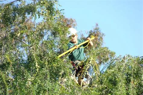 Tree Pruning Services Tree Trimming Certified Arborist
