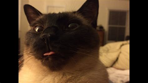 My Cat Named Tinkerbell Youtube