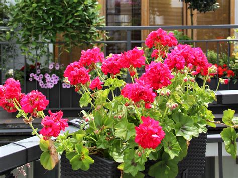 Ogród Czemu Liście Pelargonii Stają Się Czerwone Przyczyna I