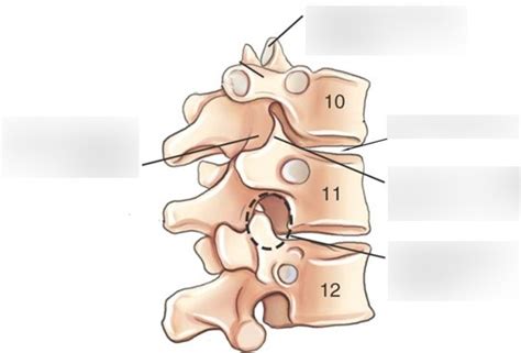 Intervertebral And Zygapophyseal Joints And Foramina Diagram Quizlet