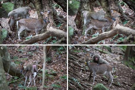 Interspecies Sexual Behaviour Between A Male Japanese Macaque And Female Sika Deer Primates