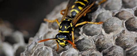 Wasp Eradication Canberra 0488 851 508 Wasp Nest Removal Canberra