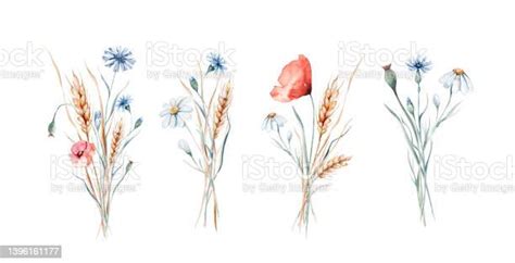 양귀비 옥수수 꽃 카모마일 호밀 및 밀 스파이크 렛 배경이있는 수채화 야생화 꽃다발과 프레임 꽃 식물에 대한 스톡 벡터 아트 및 기타 이미지 Istock