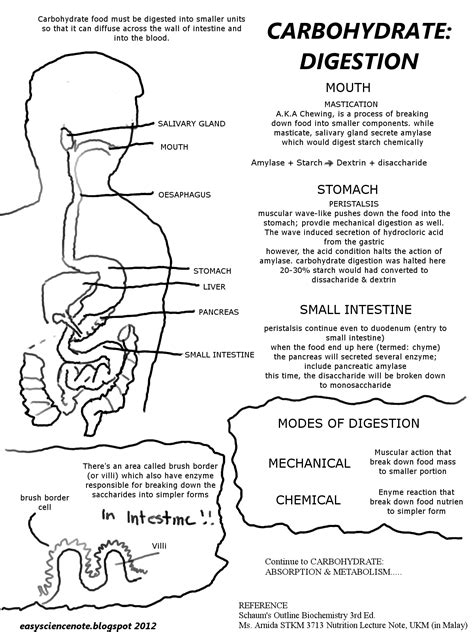 EASY SCIENCE NOTES Carbohydrate Digestion